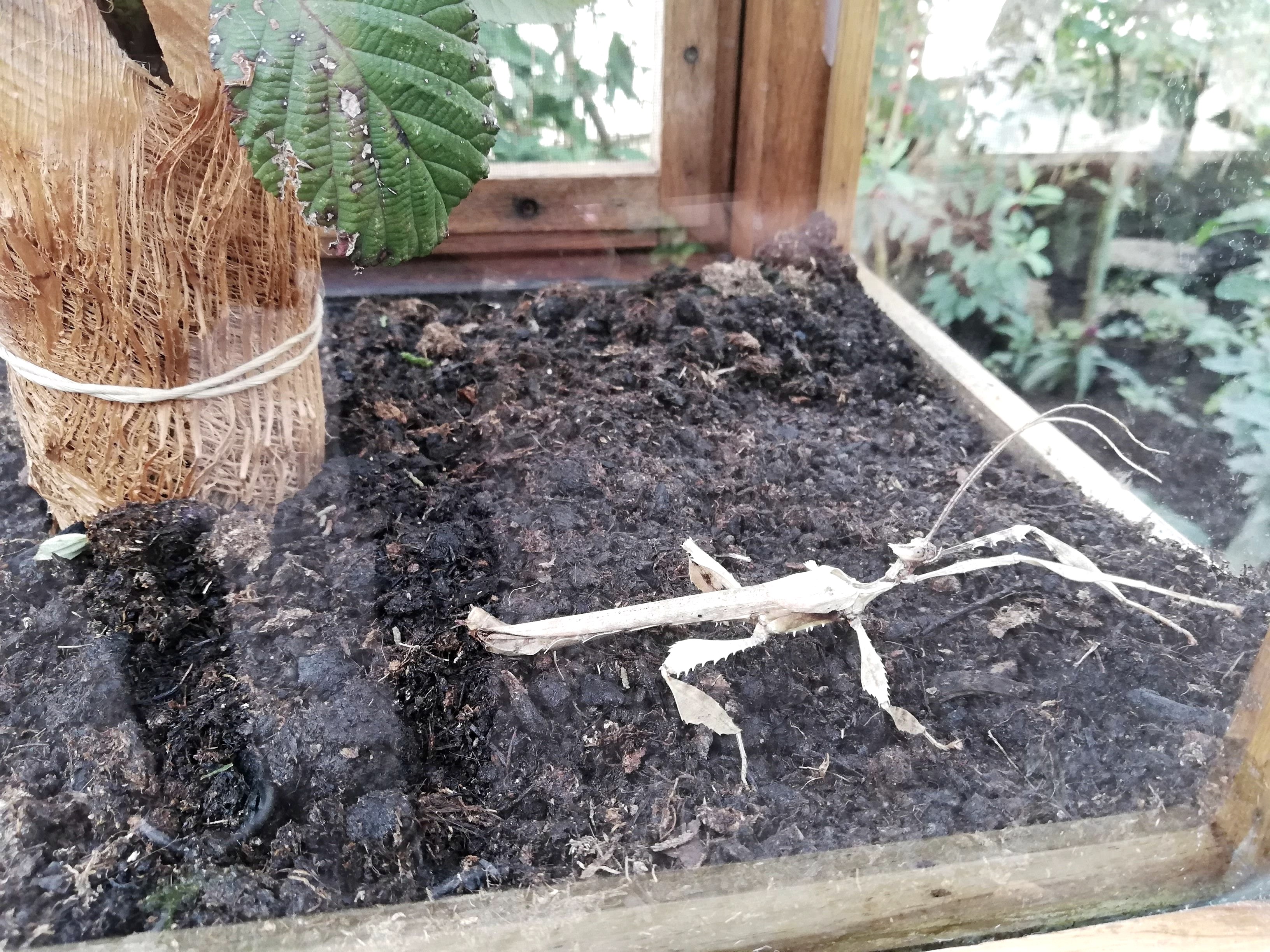 Jardin des papillons